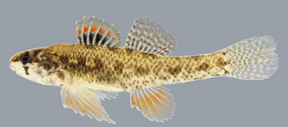 Parking lot may threaten rare fish species