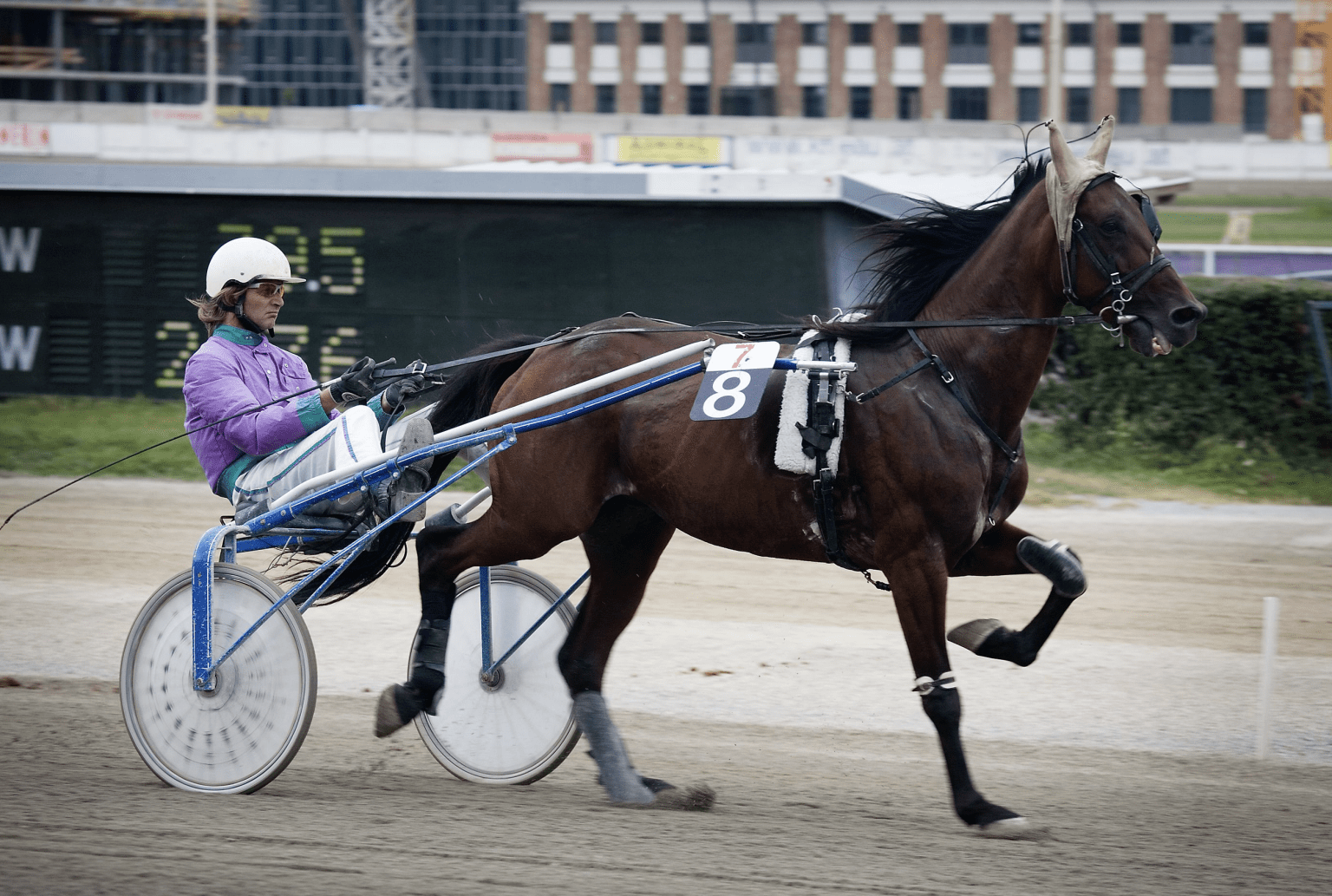 Northville Downs racetrack debacle lives on - Plymouth Voice